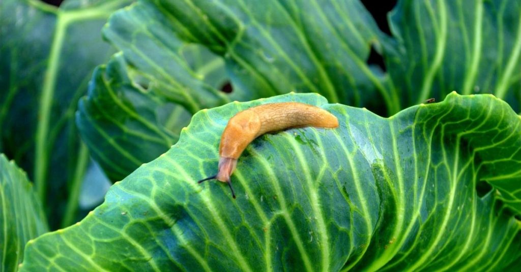 Why Are There Slugs in My Kitchen? How to Get Rid of These Unwanted Pests